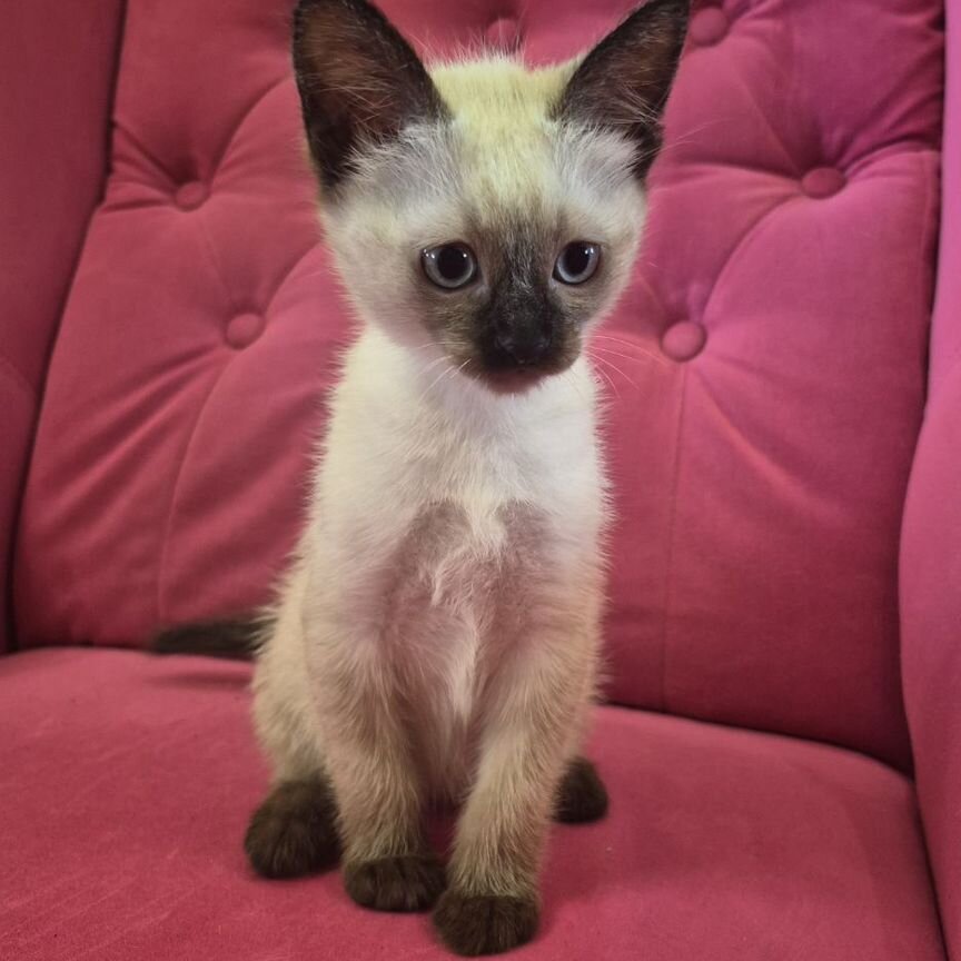 Тайский котёнок