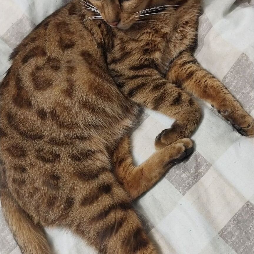 Бенгальская кошка бесплатно