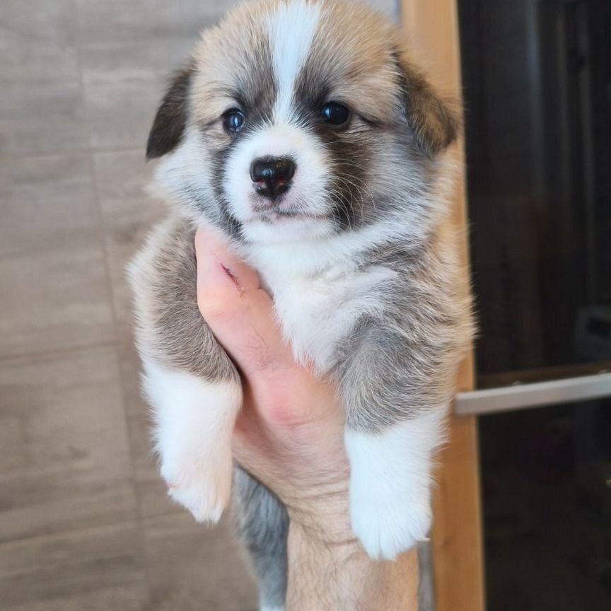 Вельш Корги Пемброк, щенок