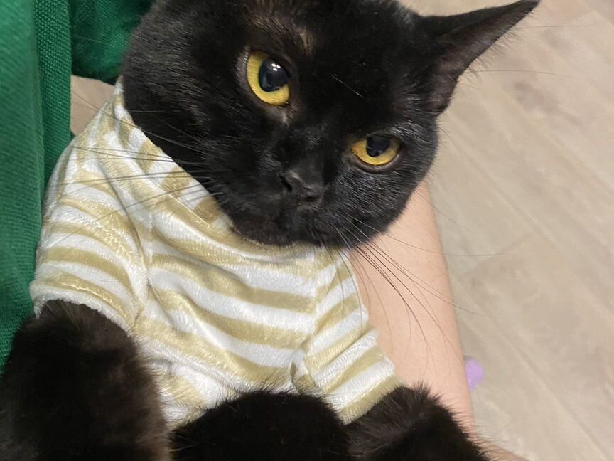 Кошка