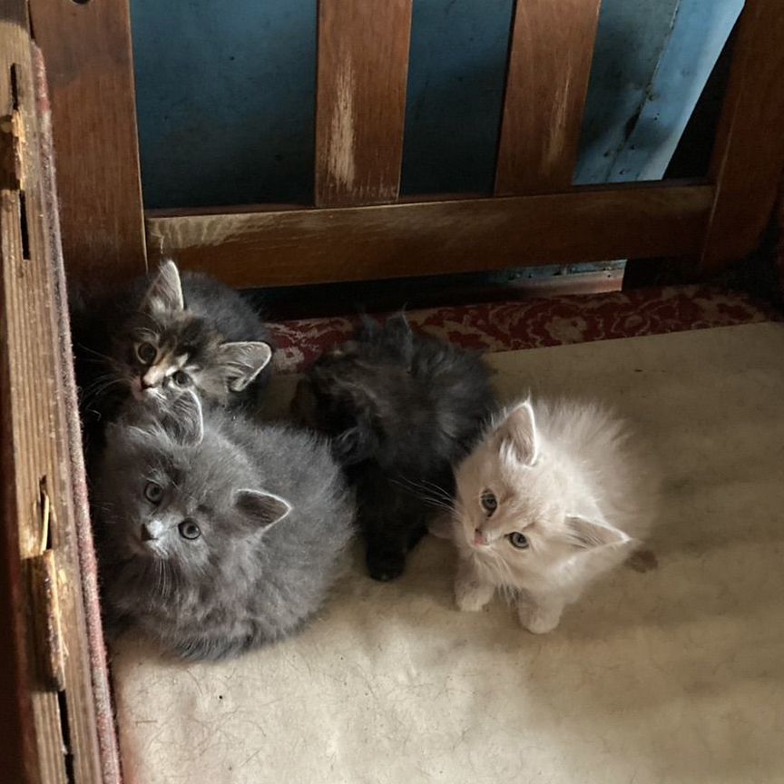 Отдаю бесплатно котят