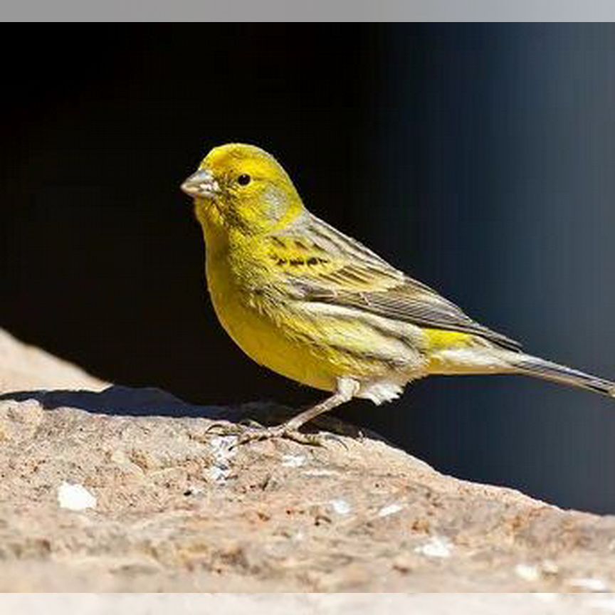 Птицы овсянка канарейка