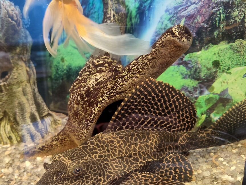 Парчовый птеригоплихт 28см