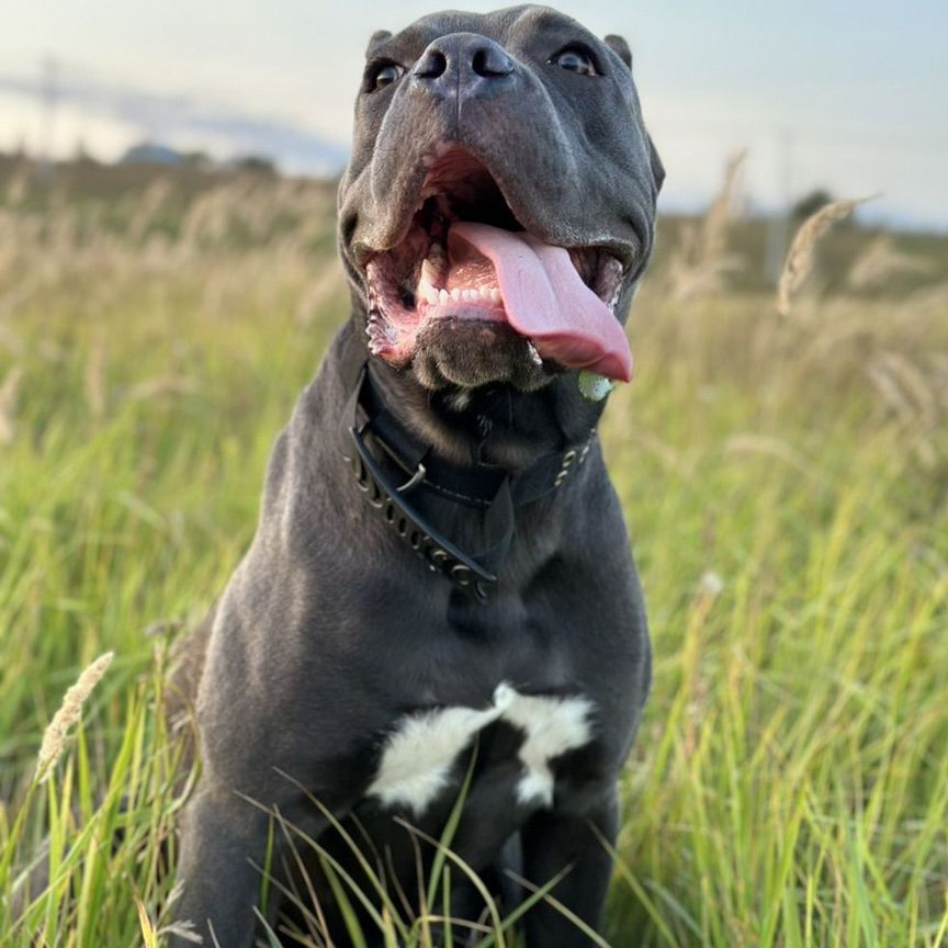 Собака кане корсо