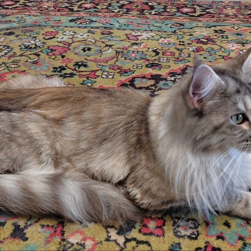 Котята мейн-кун