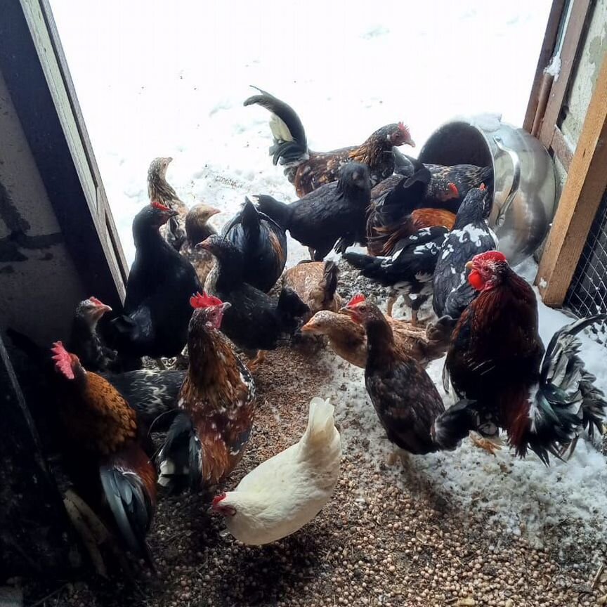 Декоративный куры бентамки