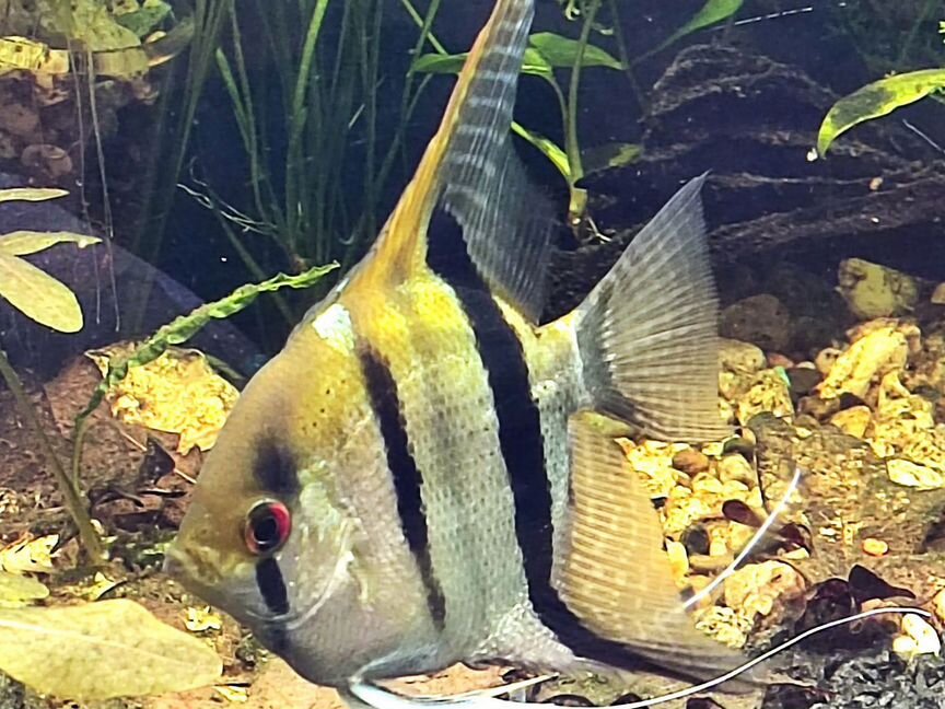 Скалярия роскошный самец. Обмен