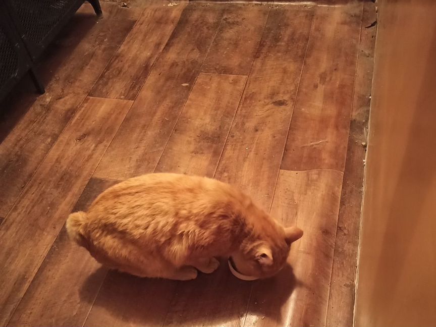 Найден рыжий кот без хвоста