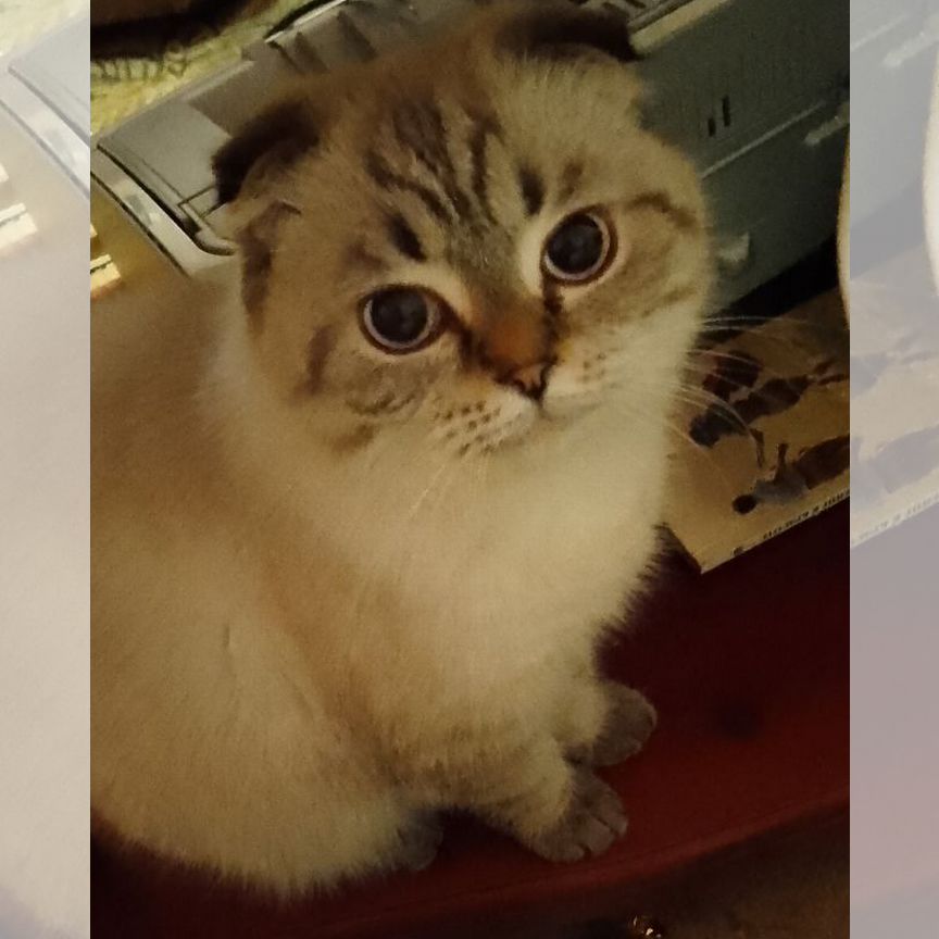 Шотландская вислоухая кошечка ищет кота для вязки