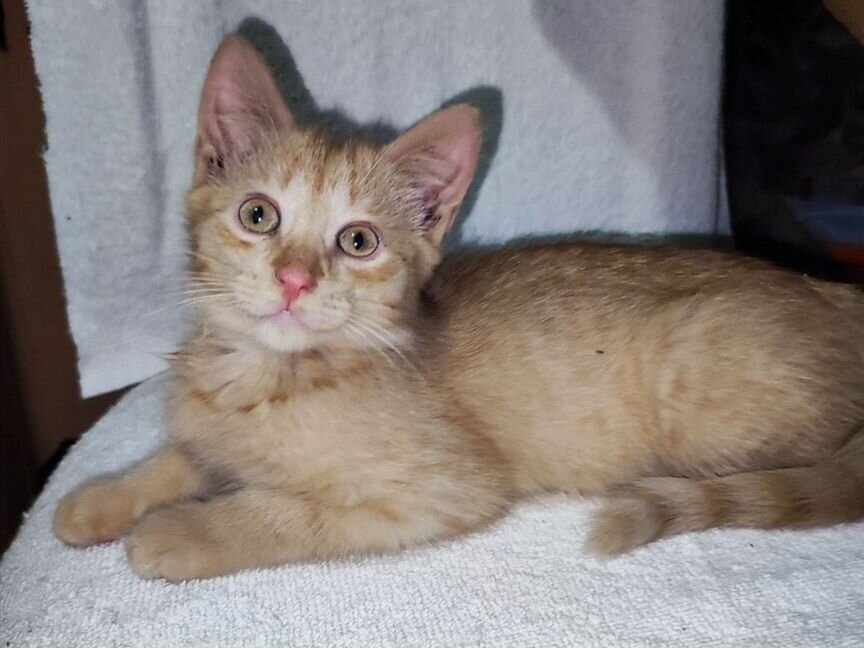 Малыш Тима, 3 мес. В добрые руки