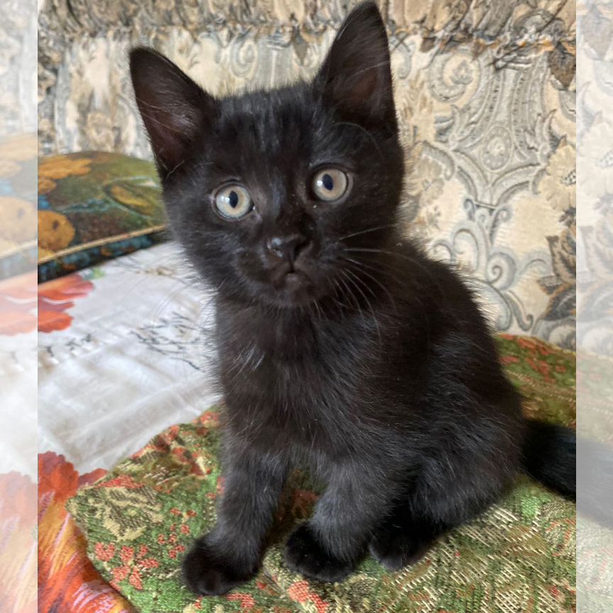 Котёнок мальчик