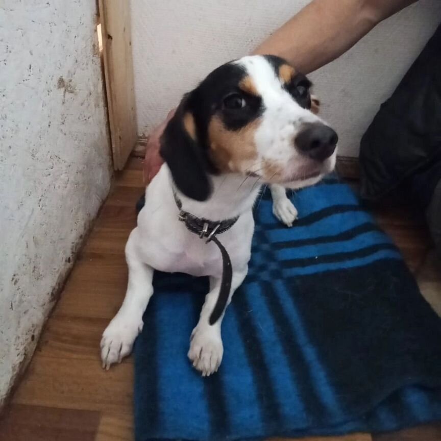 Собака в добрые руки