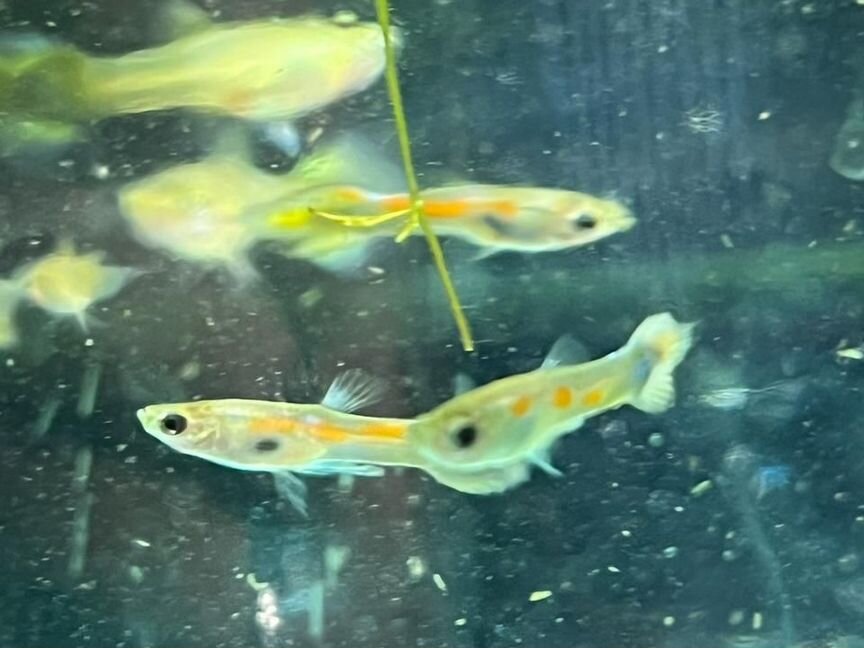 Аквариумные рыбки гуппи