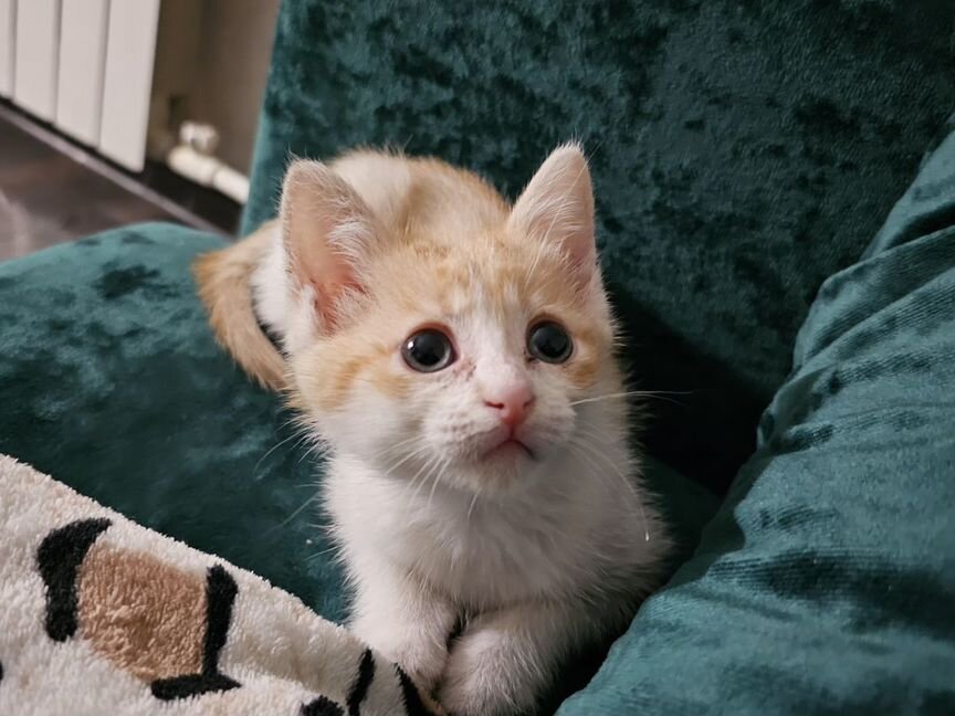 Мишка котёнок