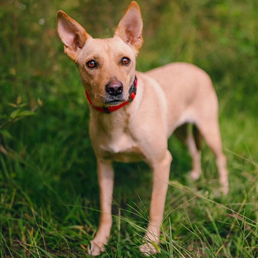 Собака в добрые руки