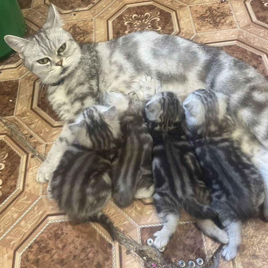 Шотландские вислоухие котята