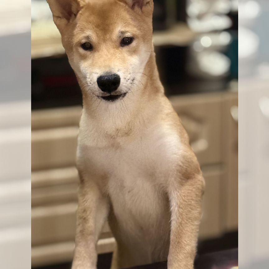 Сиба-ину, щенок