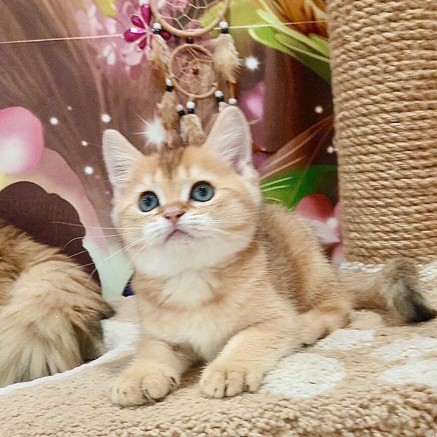 Шотландские котята.Мальчик