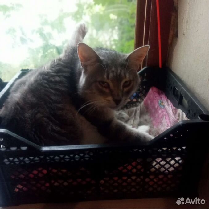 Котик Амур в добрые руки