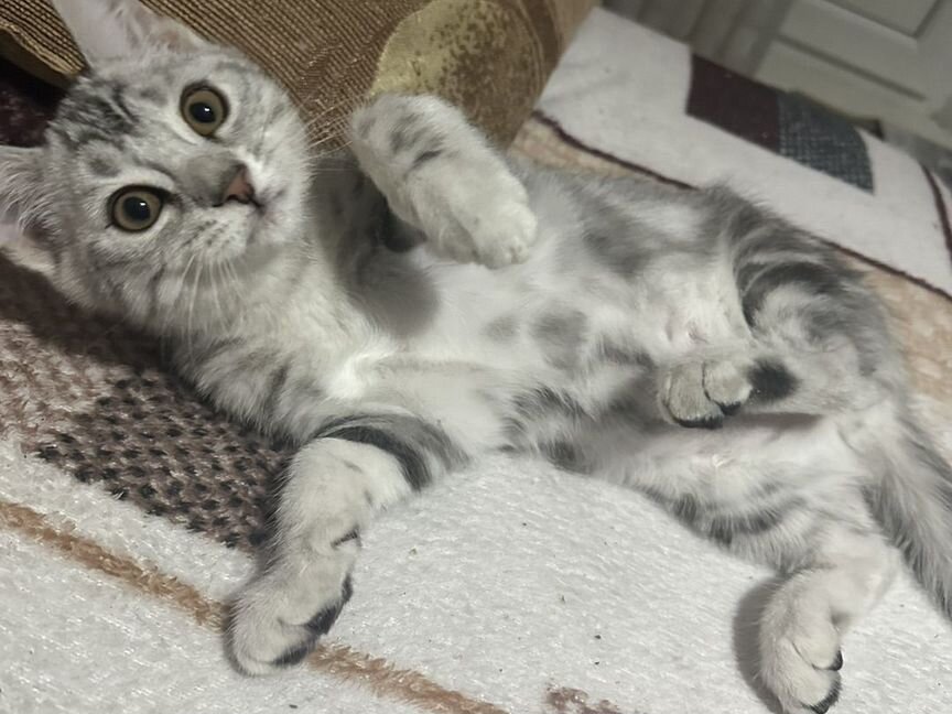 Бенгальские котята