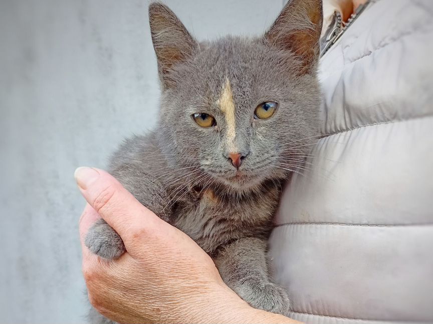 Котенок девочка ищет дом