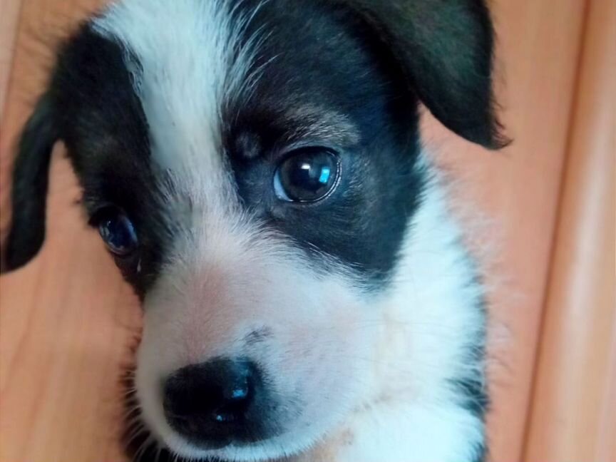 Отдам в добрые руки щеночка мальчик 3 мес