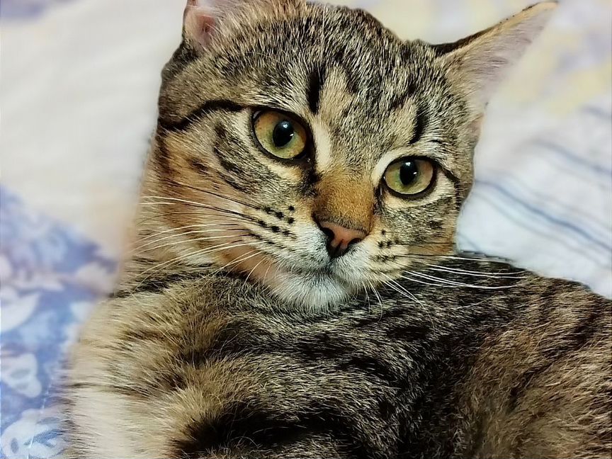 Котенок в добрые руки