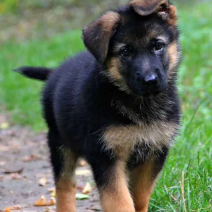 Немецкая овчарка
