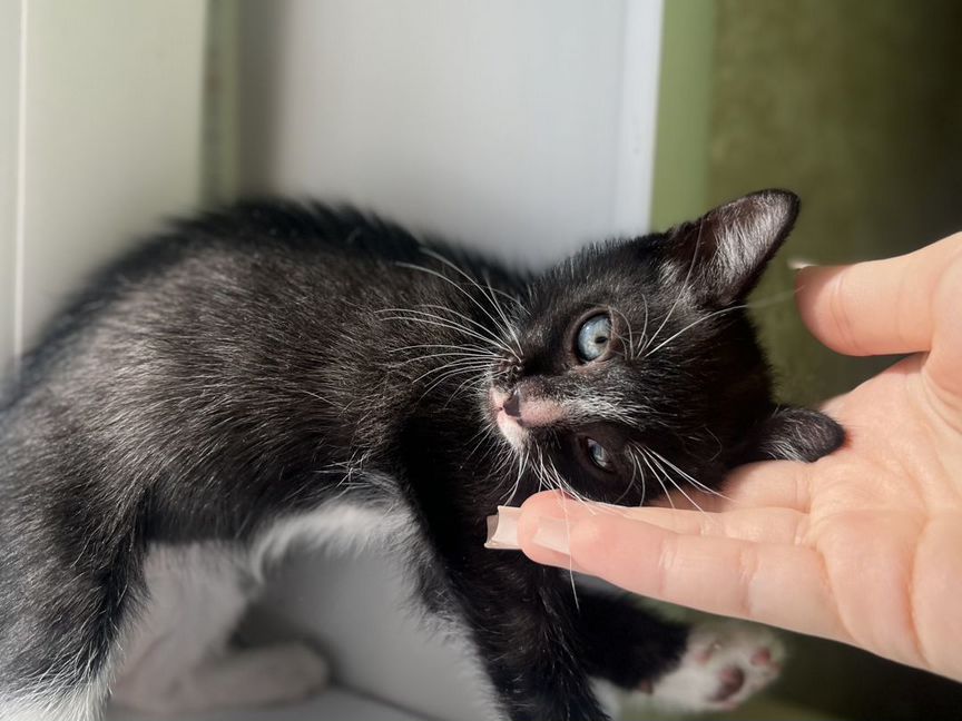 Котёнок мальчик