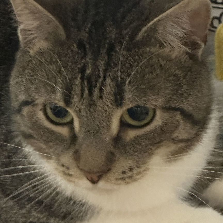 Котик Барсик ищет дом