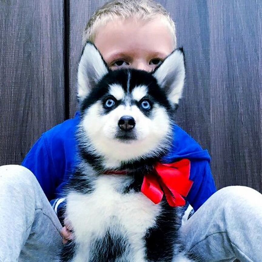 Прекрасные Хасята