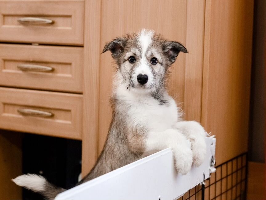 Щенок в добрые руки