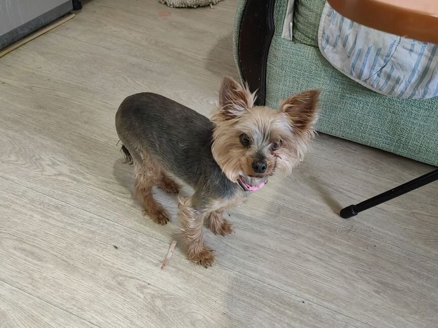 Йоркширский терьер