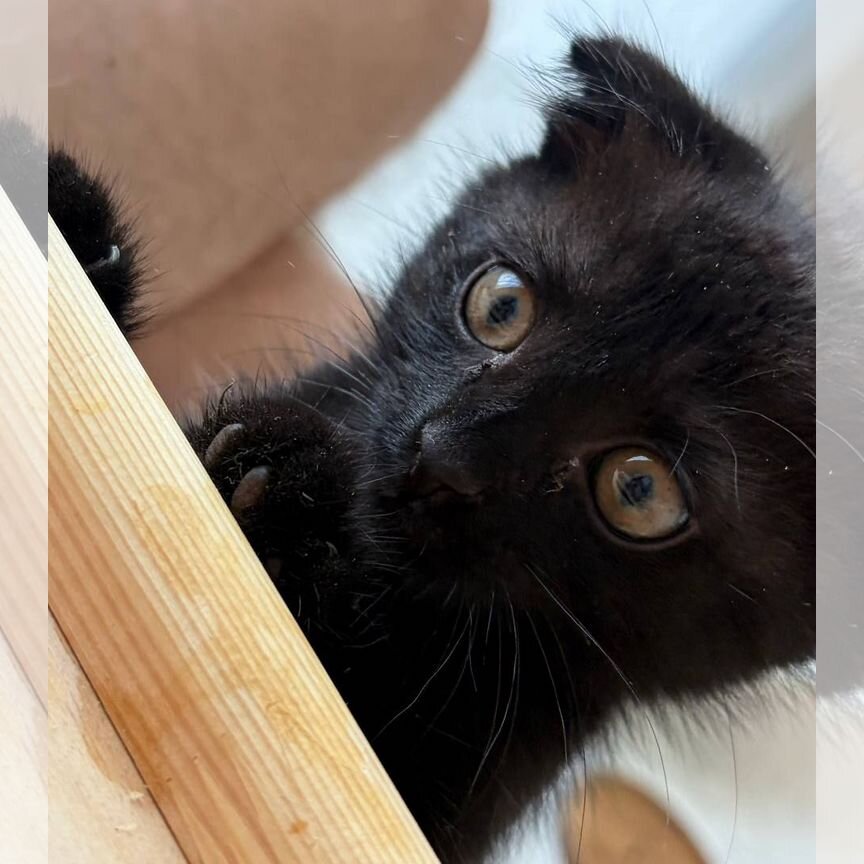 Котёнок в добрые руки