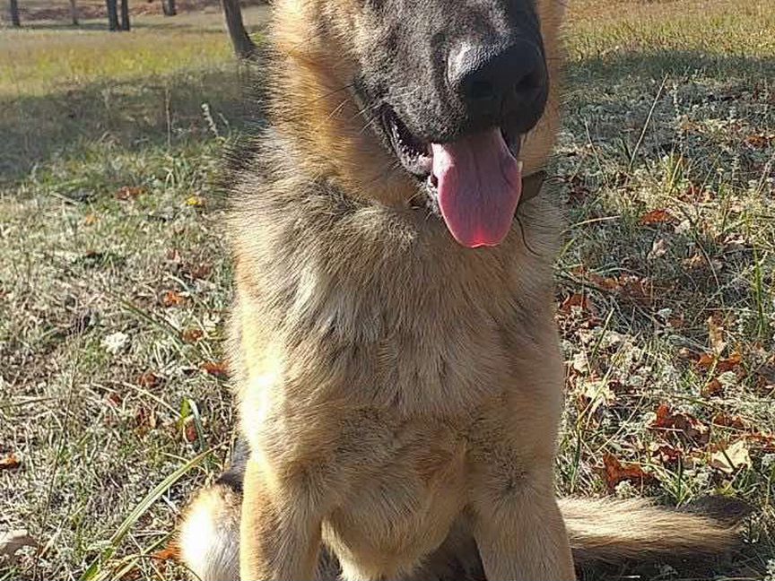 Собака немецкая овчарка на вязку