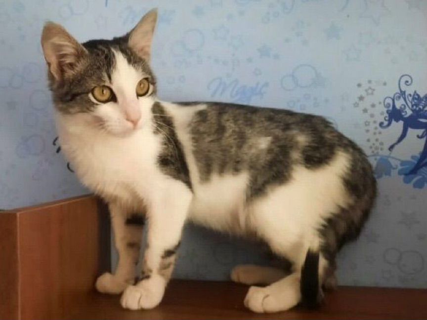 Котик скромняга в дар