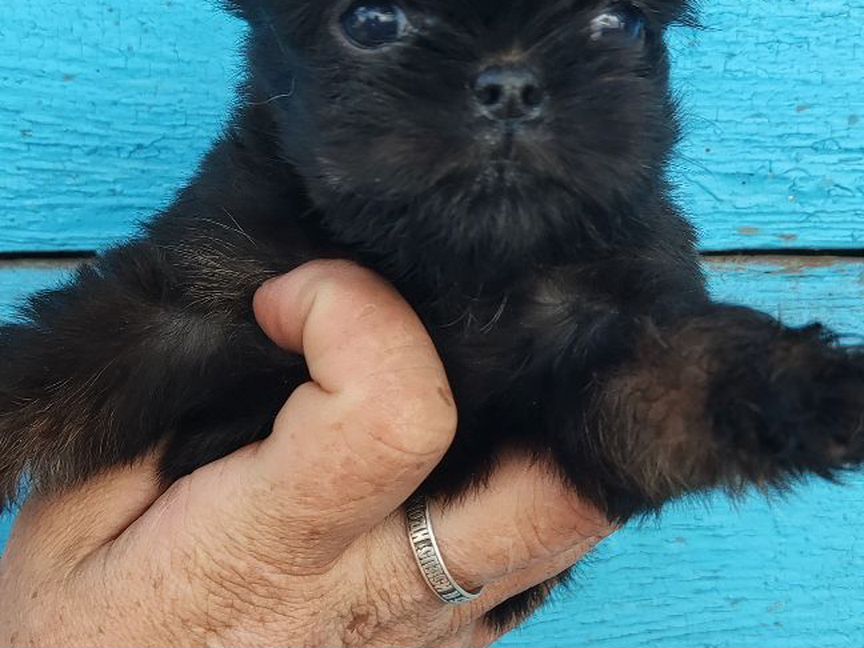 Бельгийский гриффон