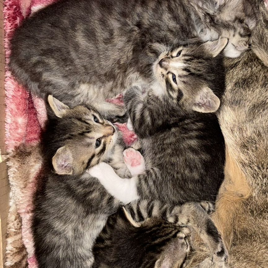 Святые котята
