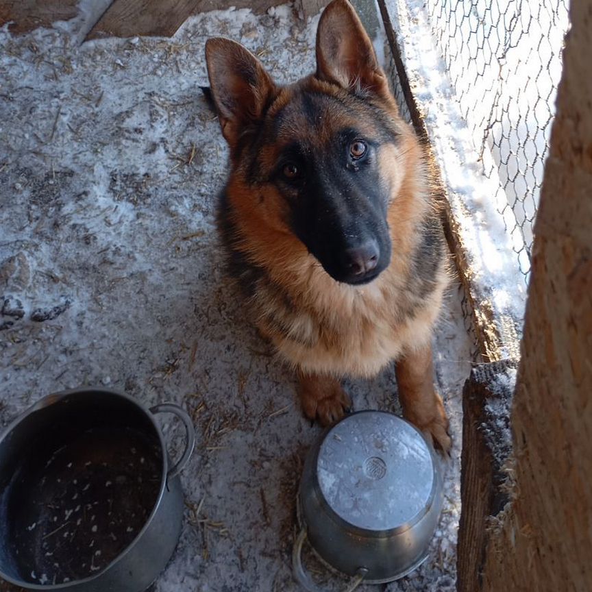 Немецкая овчарка, щенок