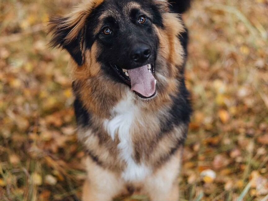 Малыш Шкипер