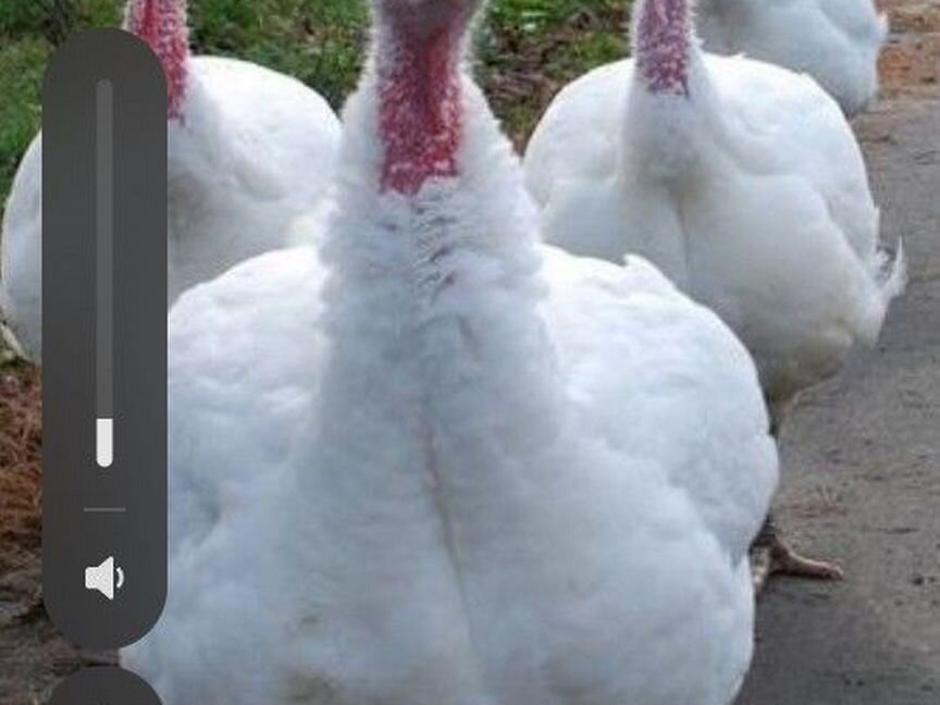 Индюшата Хайбрид Грейд Мейкер