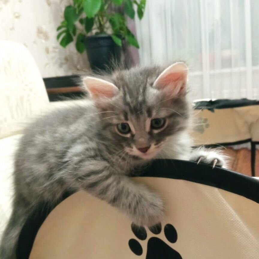 Котята в добрые руки даром