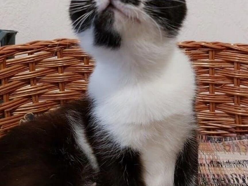 Кошечка ищет любимых хозяев