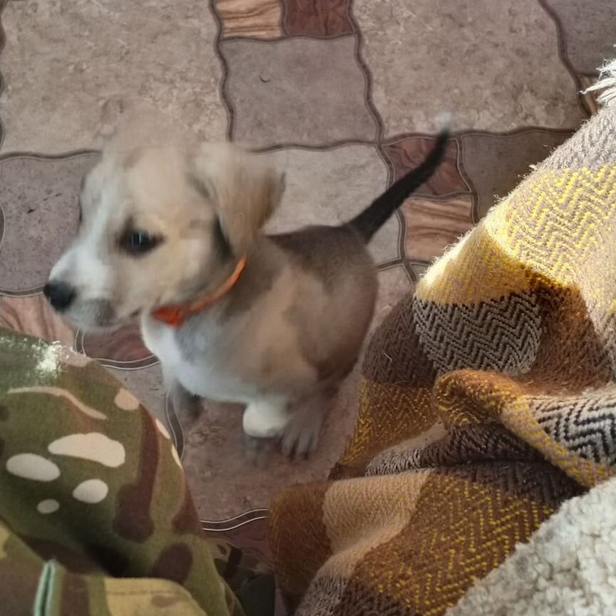 Американский питбультерьер, щенок