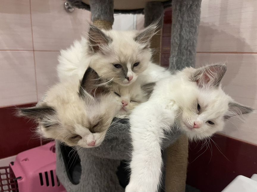 Котята рэгдолл девченки