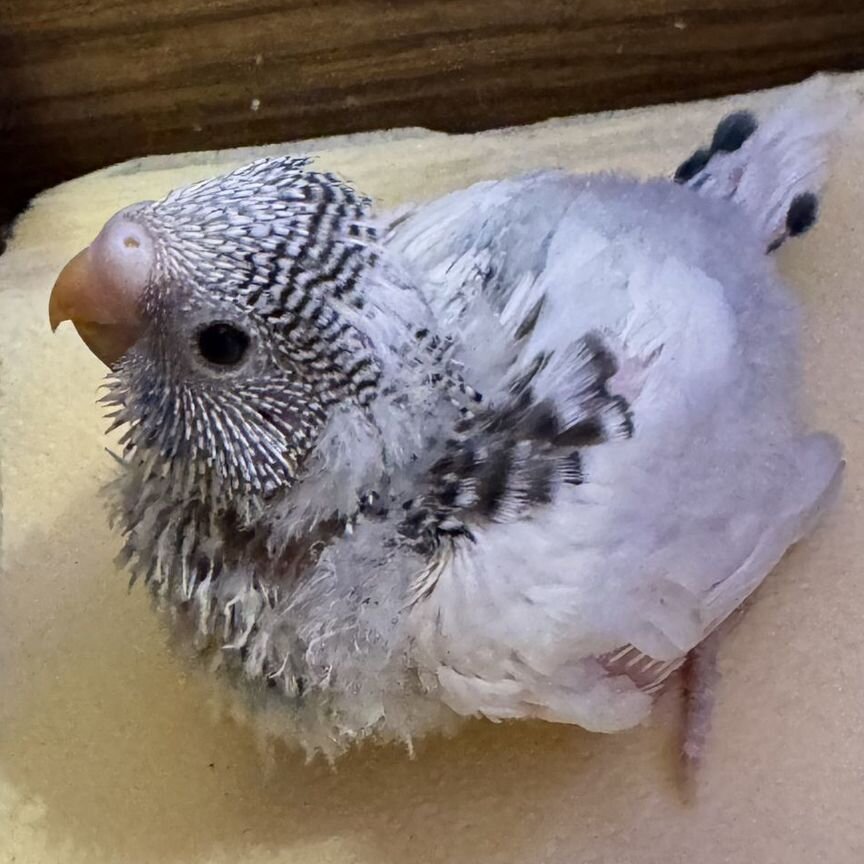 Волнистые попугаи чехи