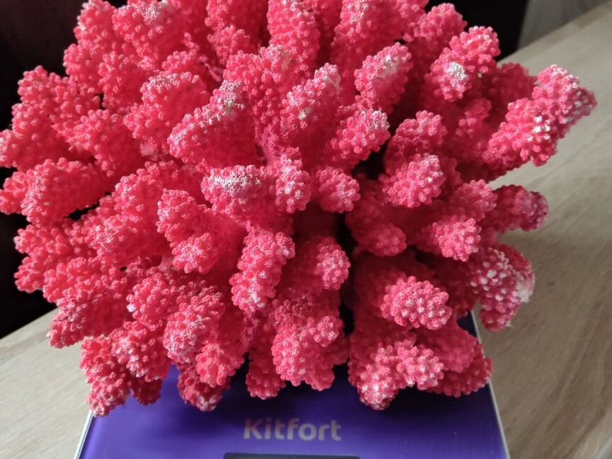Красный коралл