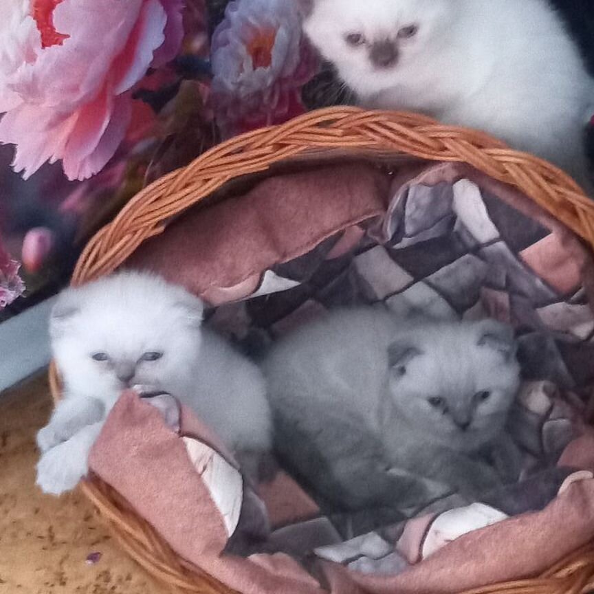 Шотландский вислоухий короткошёрстный котёнок