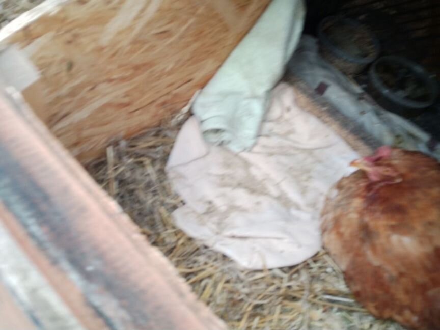 Куры несушки