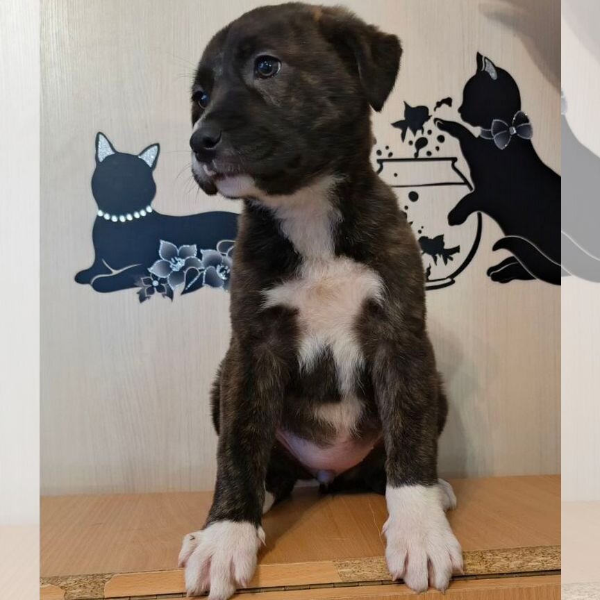 Щенок в добрые руки